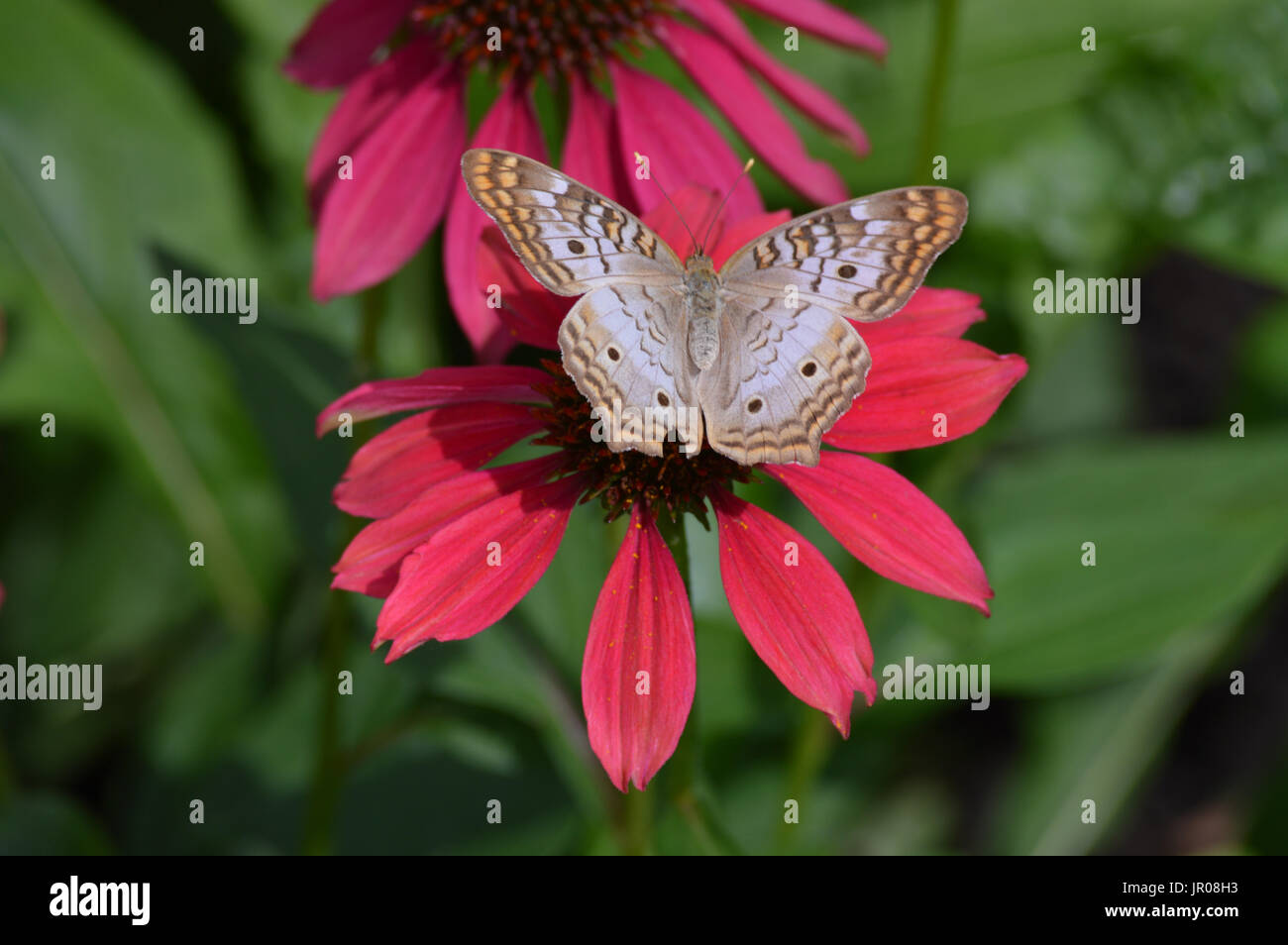 Butterfly in the garden Stock Photo - Alamy