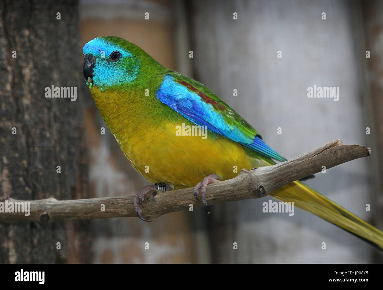 Turquoise parrot High Resolution Stock Photography and Images - Alamy
