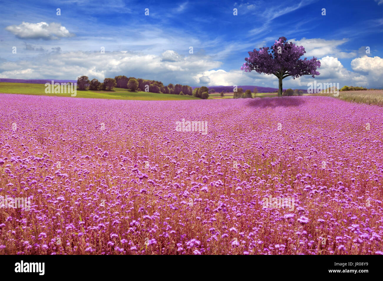 Summery land scene hi-res stock photography and images - Alamy