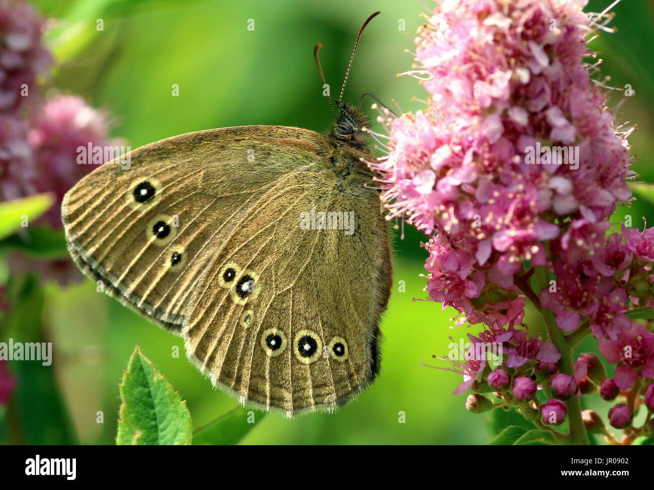 European Ringlet butterfly (Aphantopus hyperantus) feeding on a flower ...