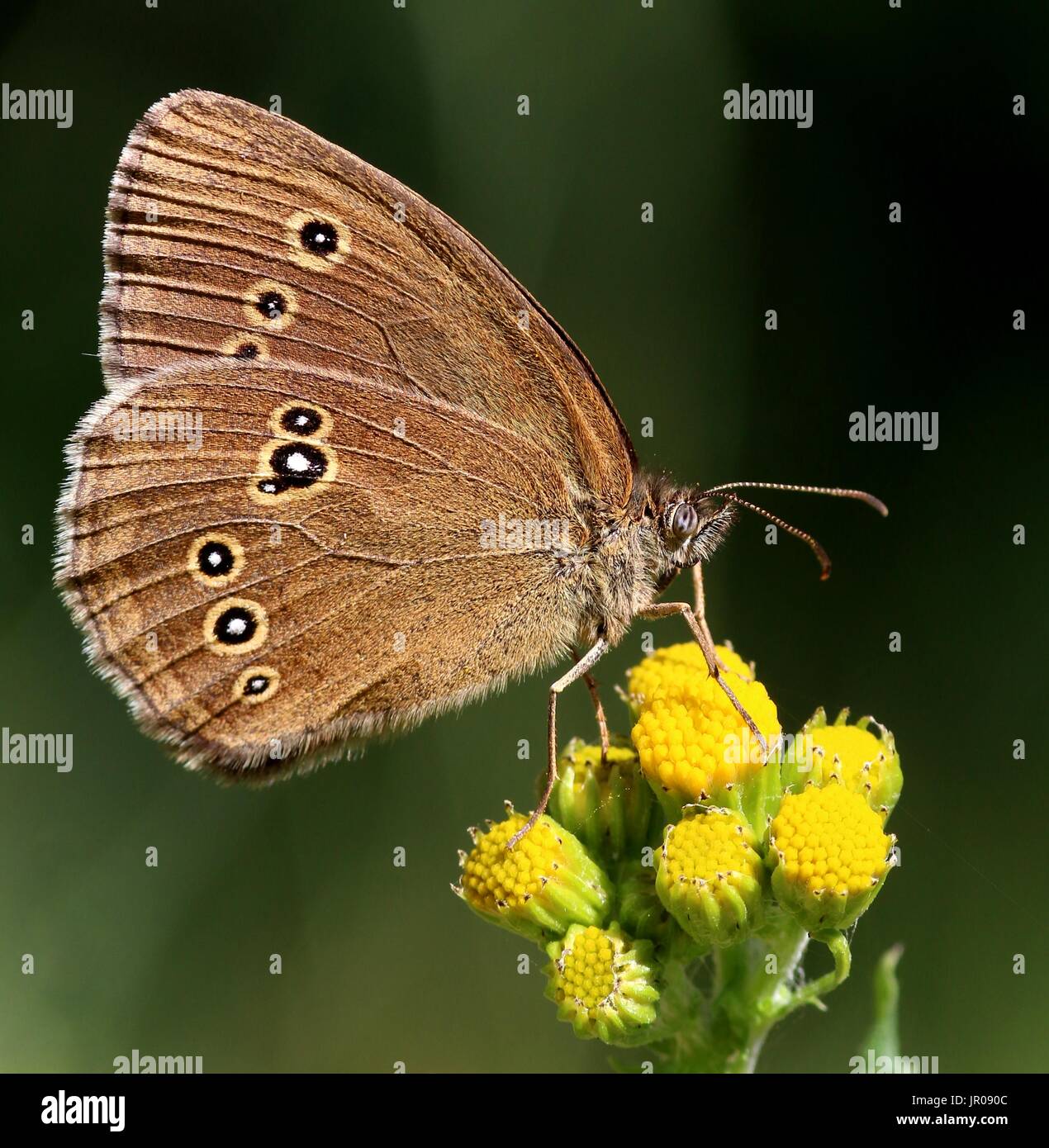 European Ringlet butterfly (Aphantopus hyperantus) feeding on a flower ...