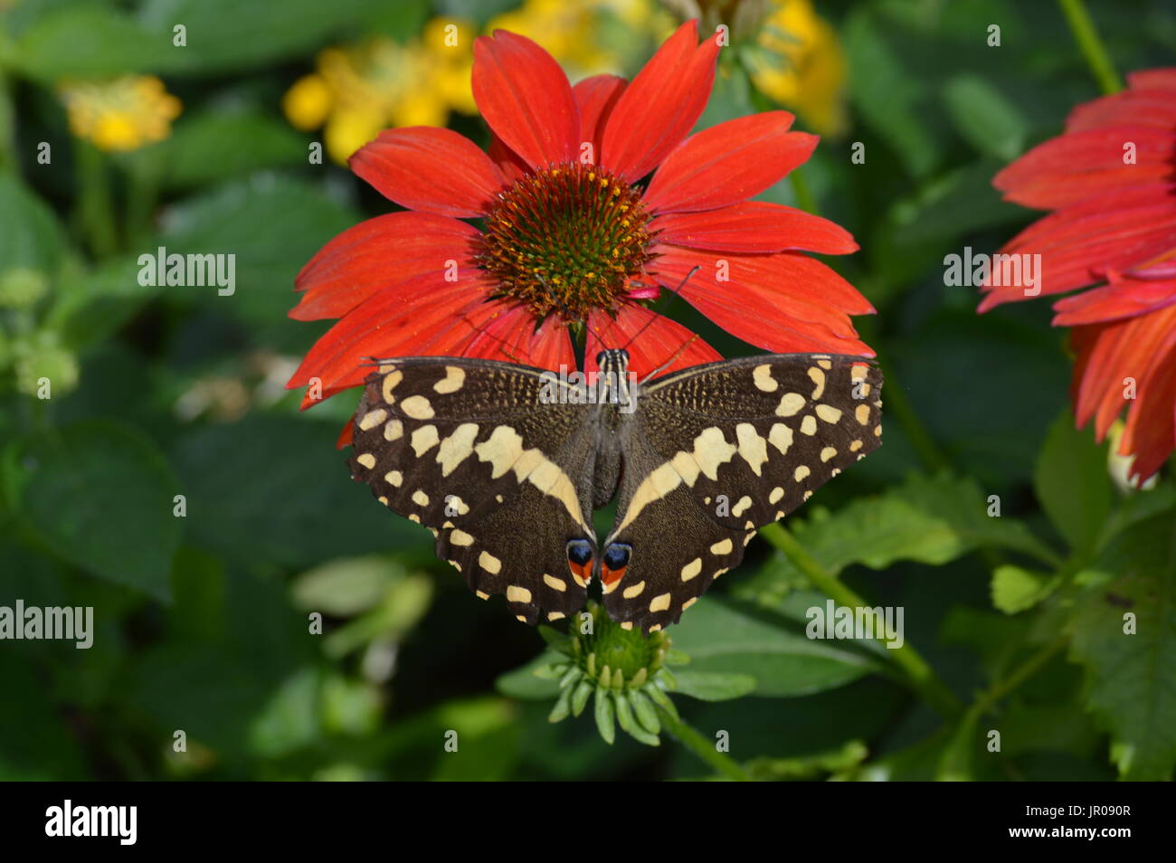 Butterfly in the garden Stock Photo - Alamy