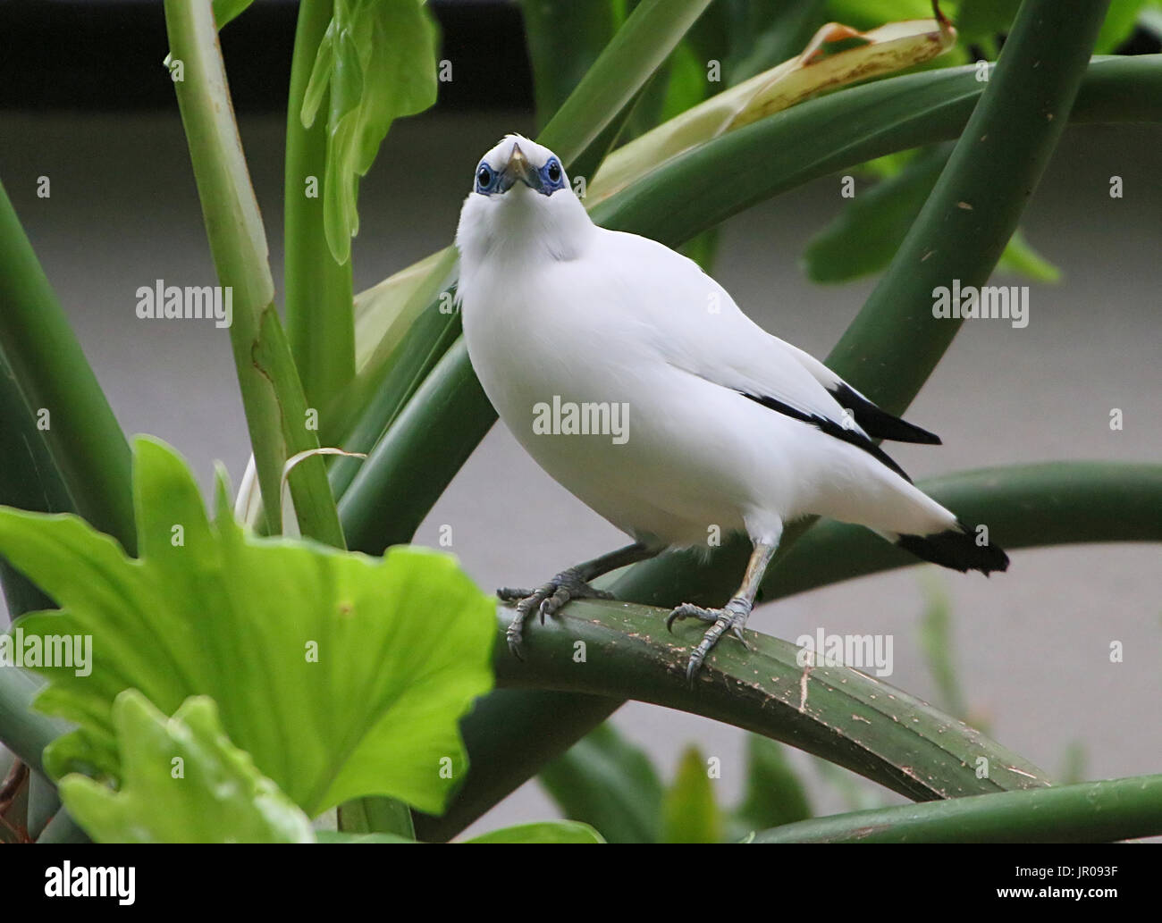 Indonesian Rothschild's Myna or Bali Mynah (Leucopsar rothschildi), a.k ...