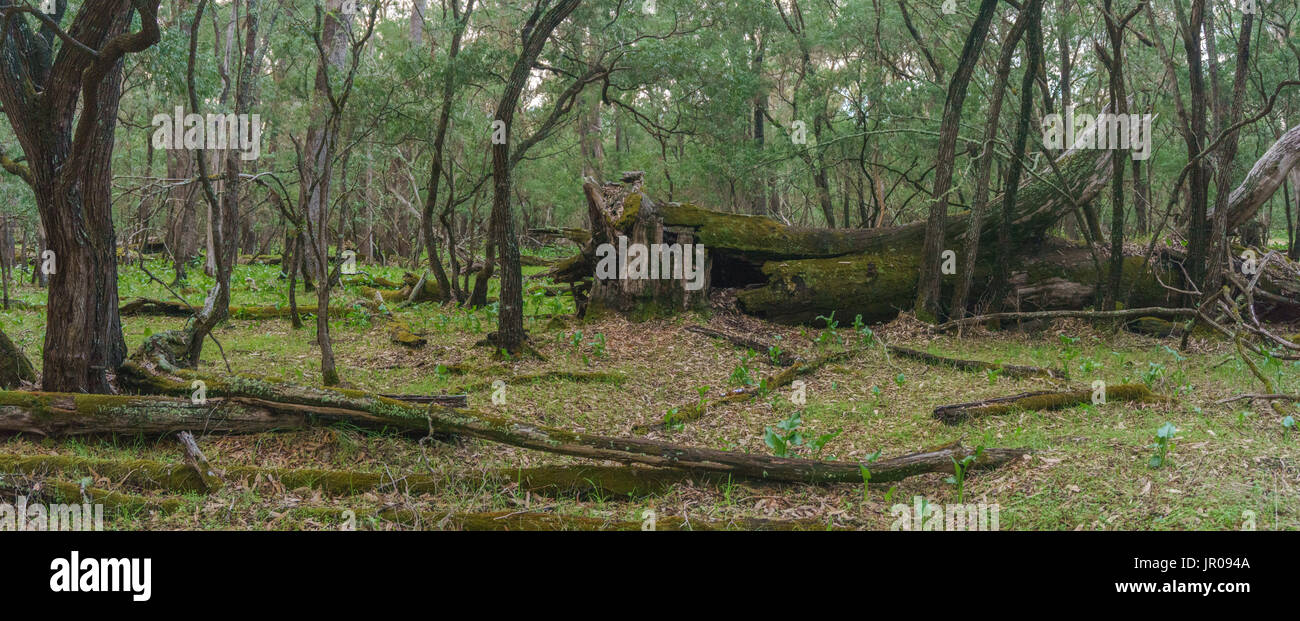Tuart forest national park hi-res stock photography and images - Alamy