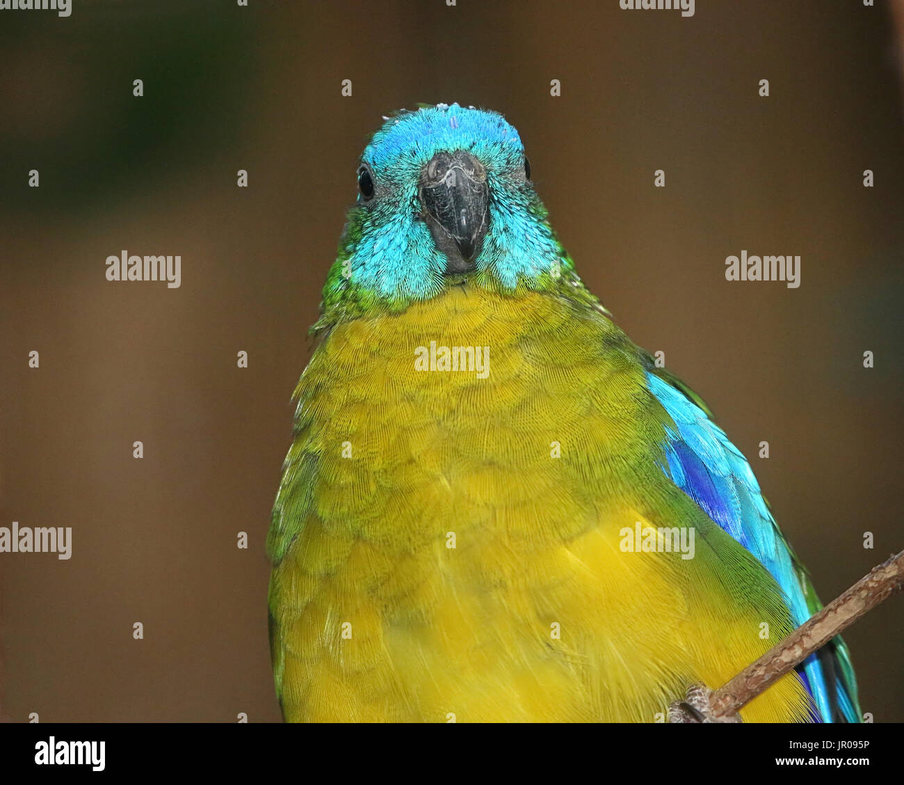 Turquoise parrot hi-res stock photography and images - Alamy