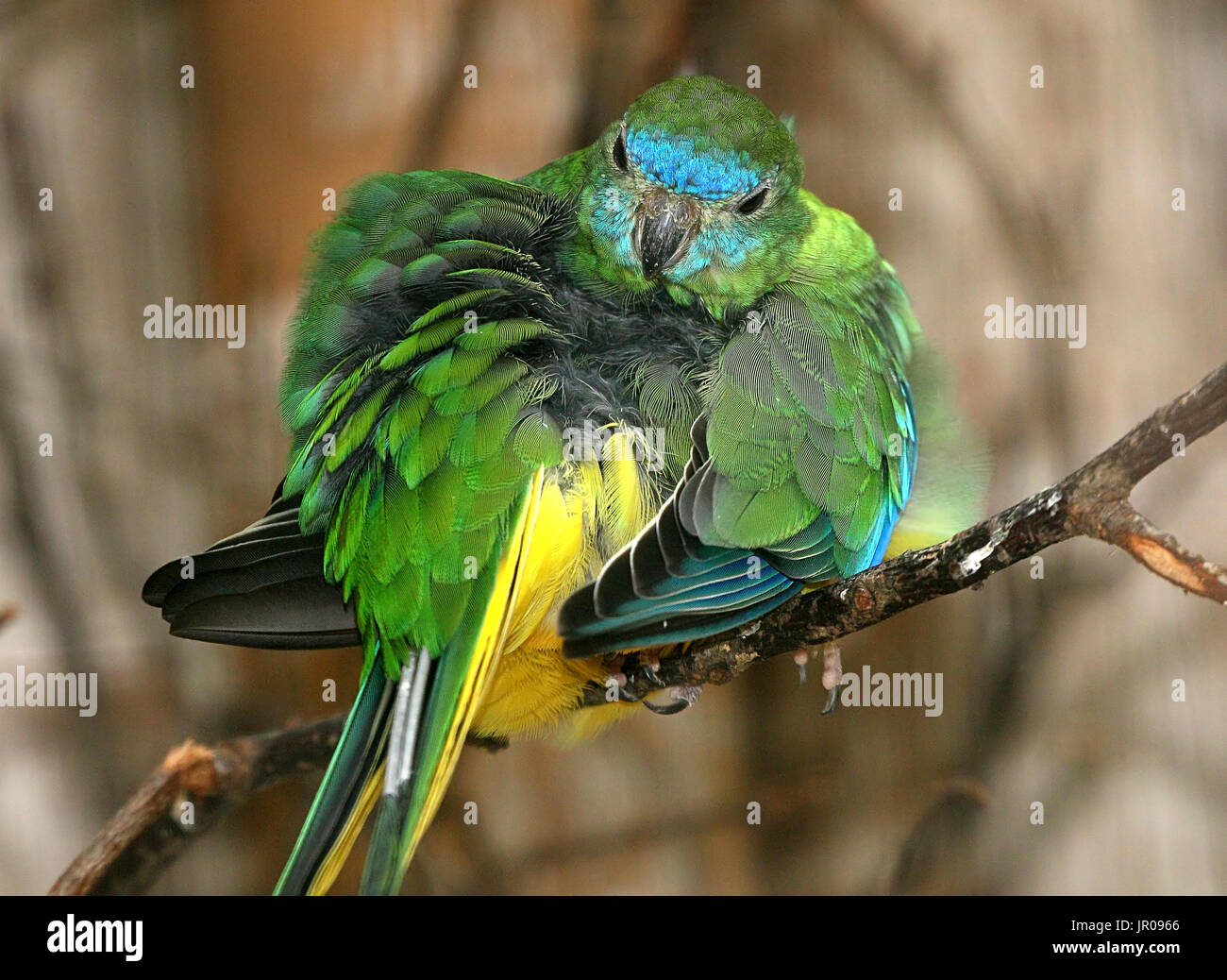 Preening parakeet hi-res stock photography and images - Alamy
