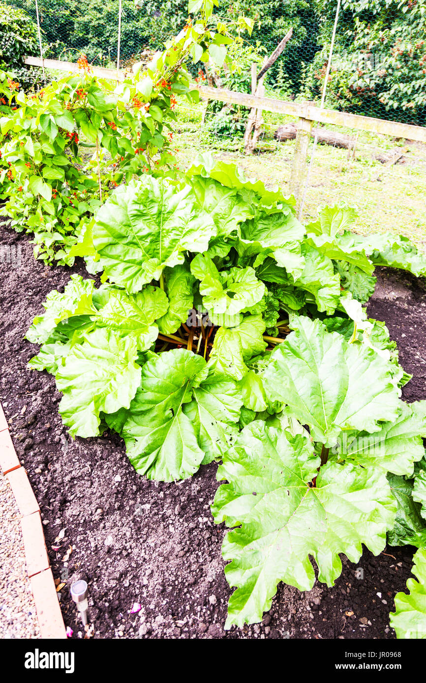 Rhubarb plant, Rheum rhabarbarum, rhubarb, plant, leaves, rhubarb ...