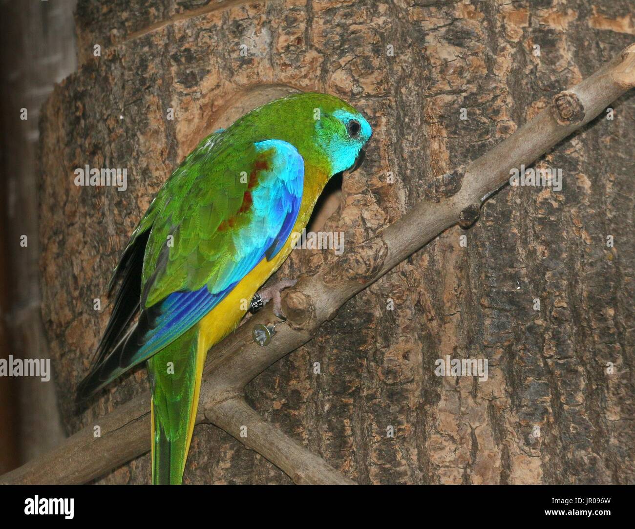 Turquoise parrot High Resolution Stock Photography and Images - Alamy