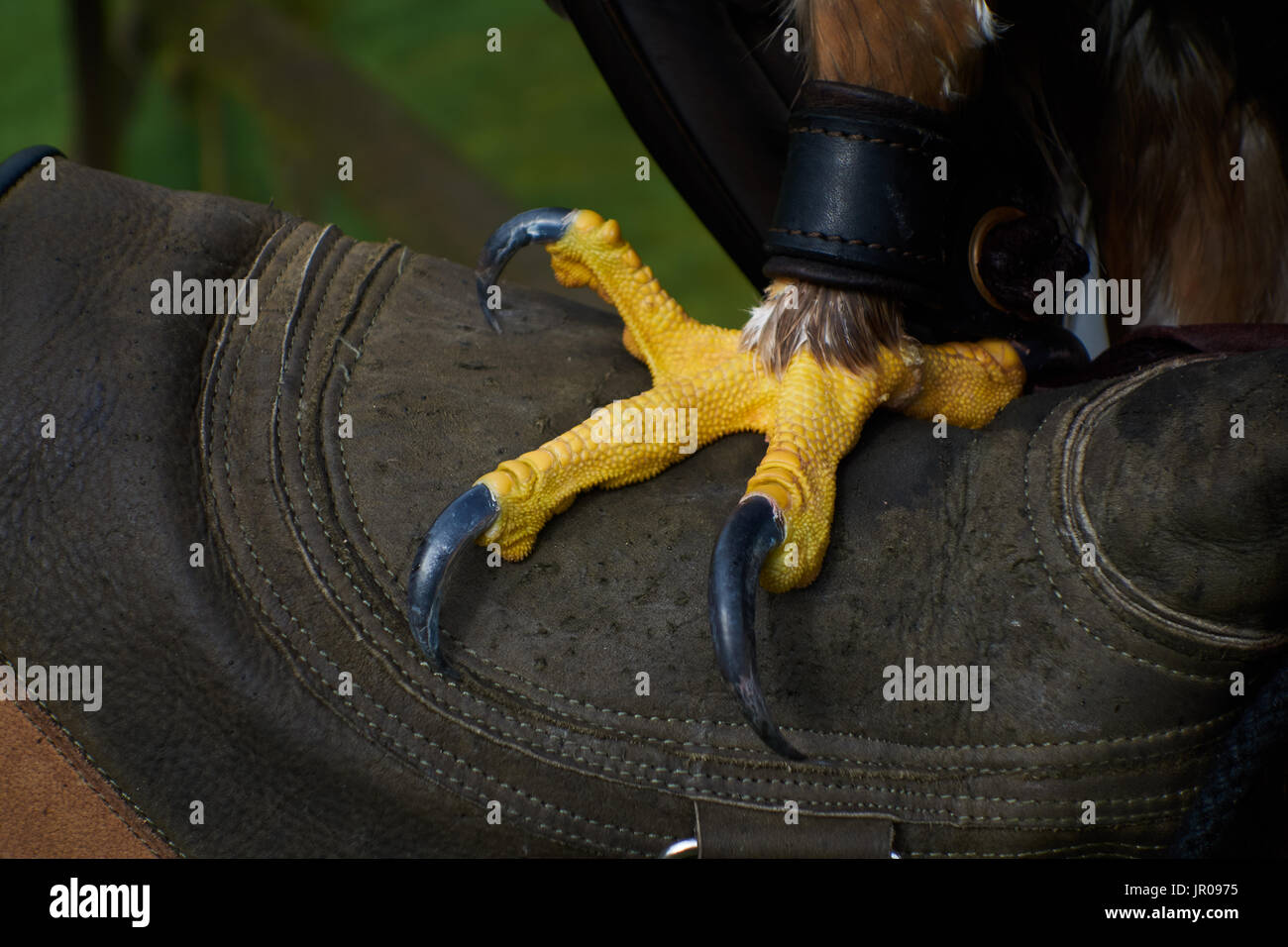 Closeup of Bird of prey talons on falconers glove. UK Stock Photo - Alamy