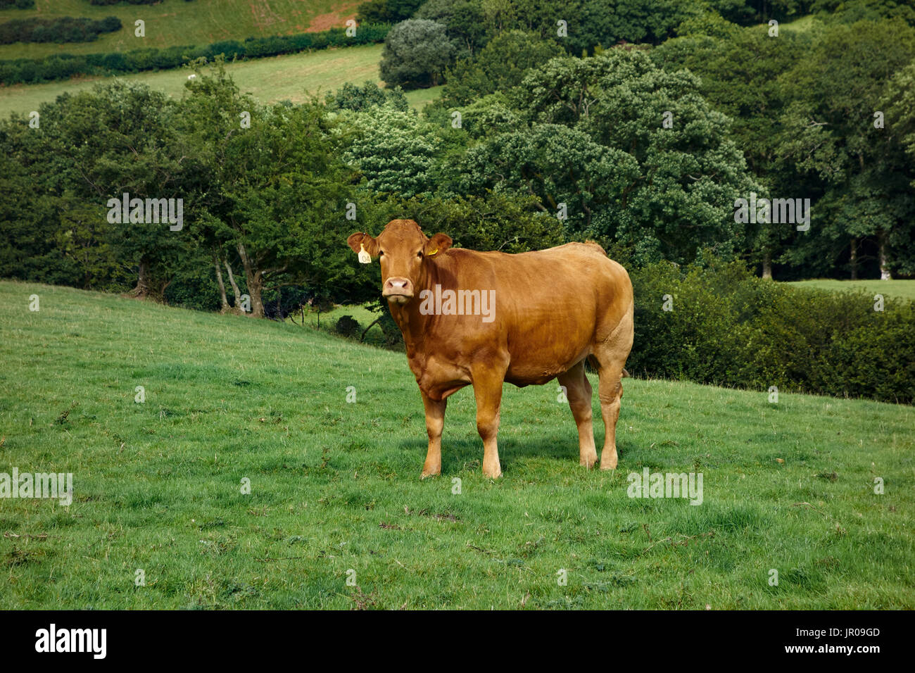 Wales cattle hi-res stock photography and images - Alamy
