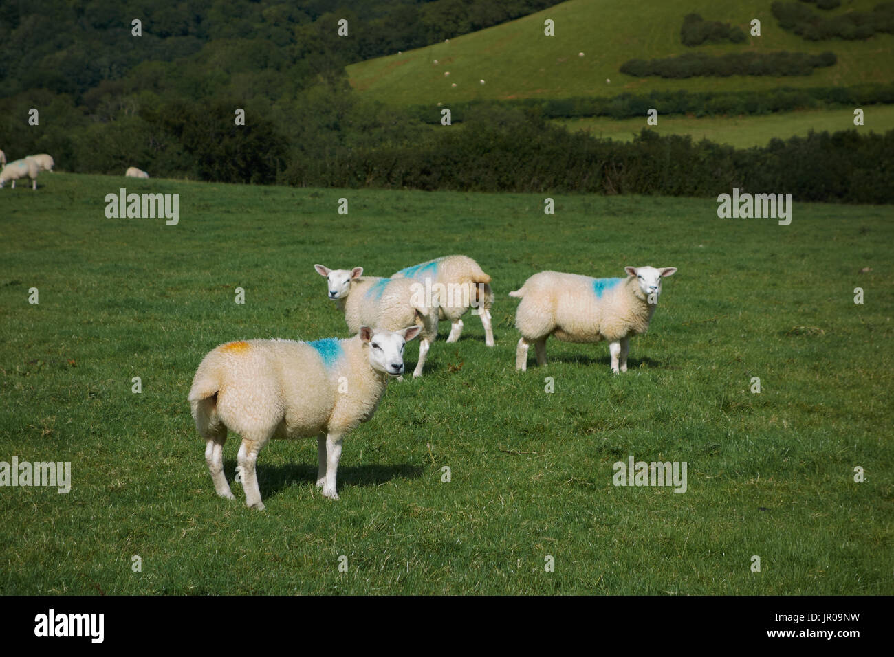 Flock of grazing sheep wales hi-res stock photography and images - Alamy
