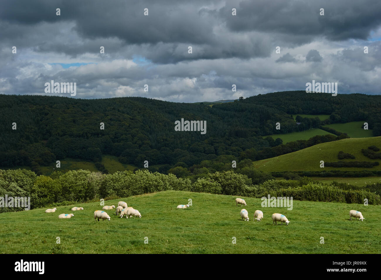 Lush green field wales hi-res stock photography and images - Alamy