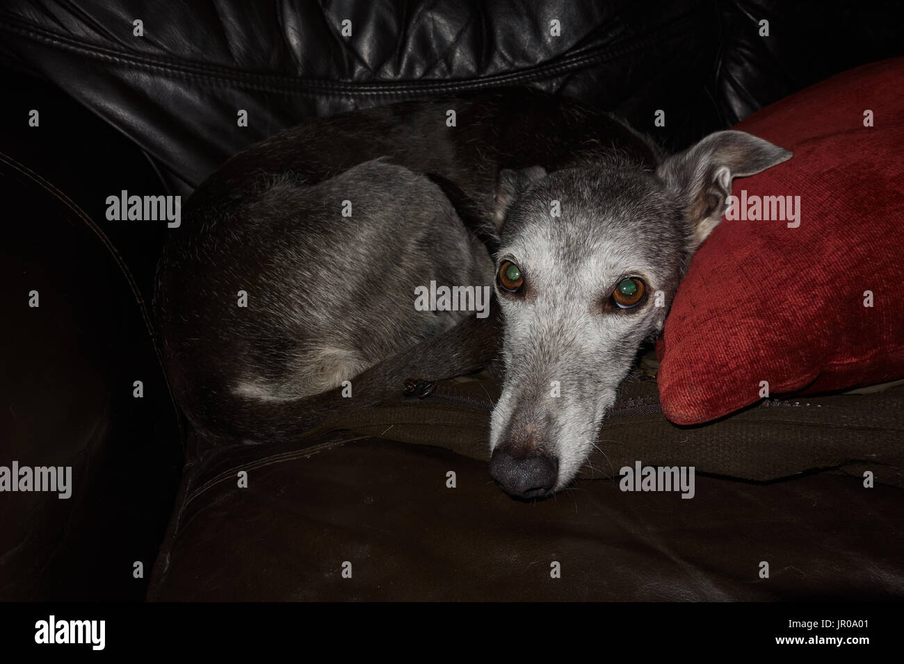 Whippet cross curled up on settee. UK Stock Photo - Alamy