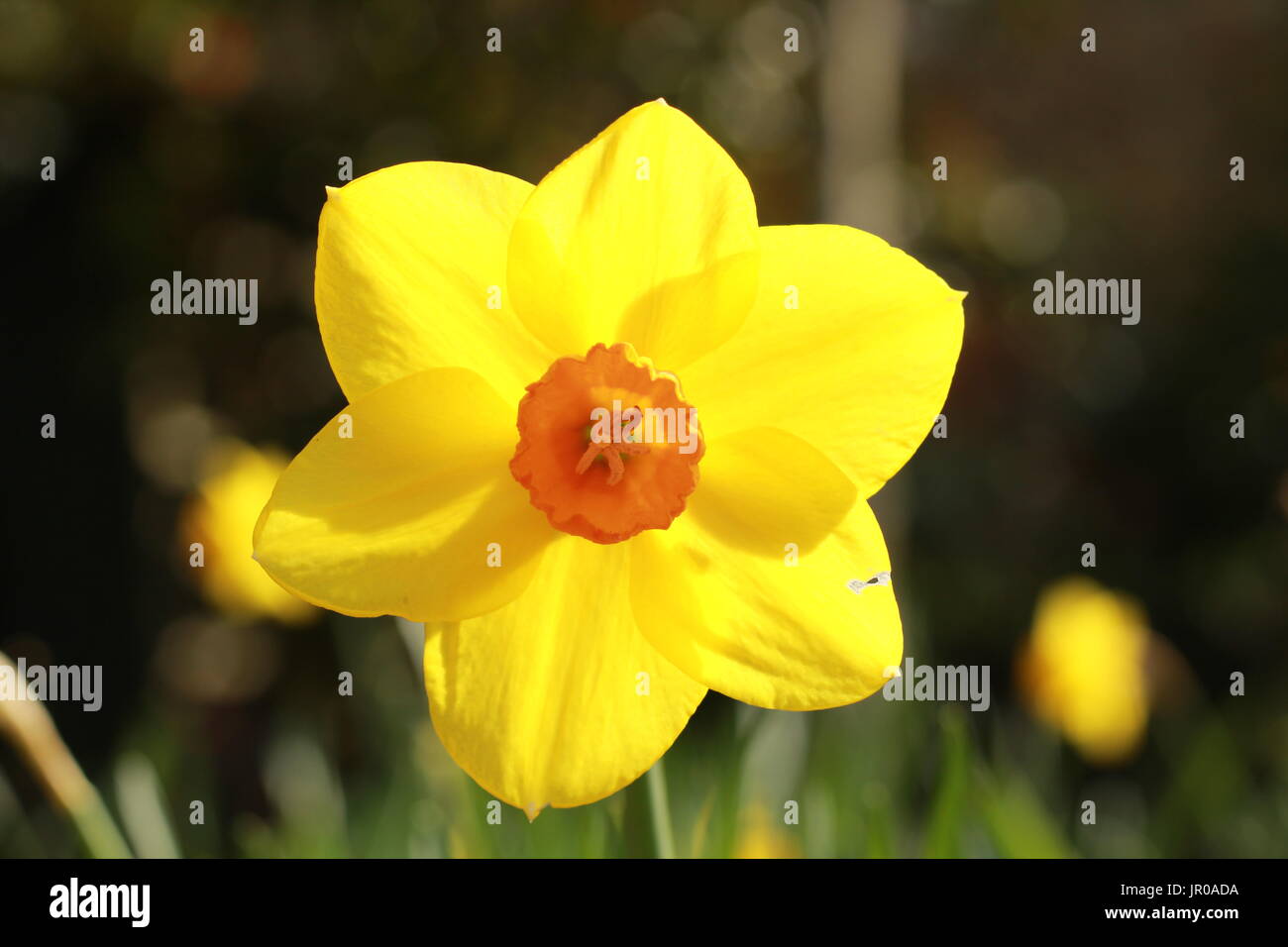 Beautiful flowering daffodil plants hi-res stock photography and images ...