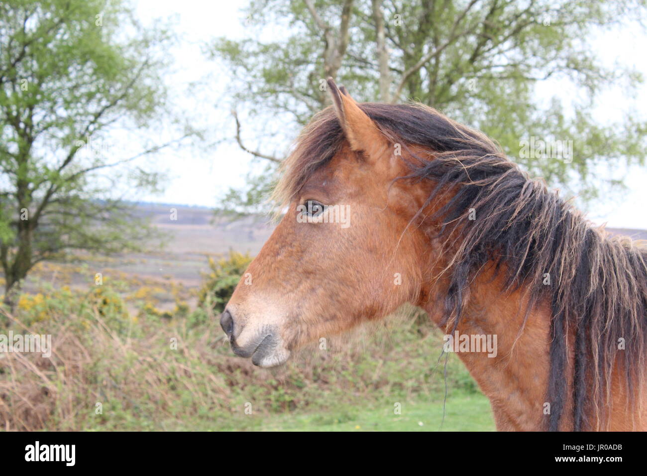Chestnut pony hi-res stock photography and images - Alamy