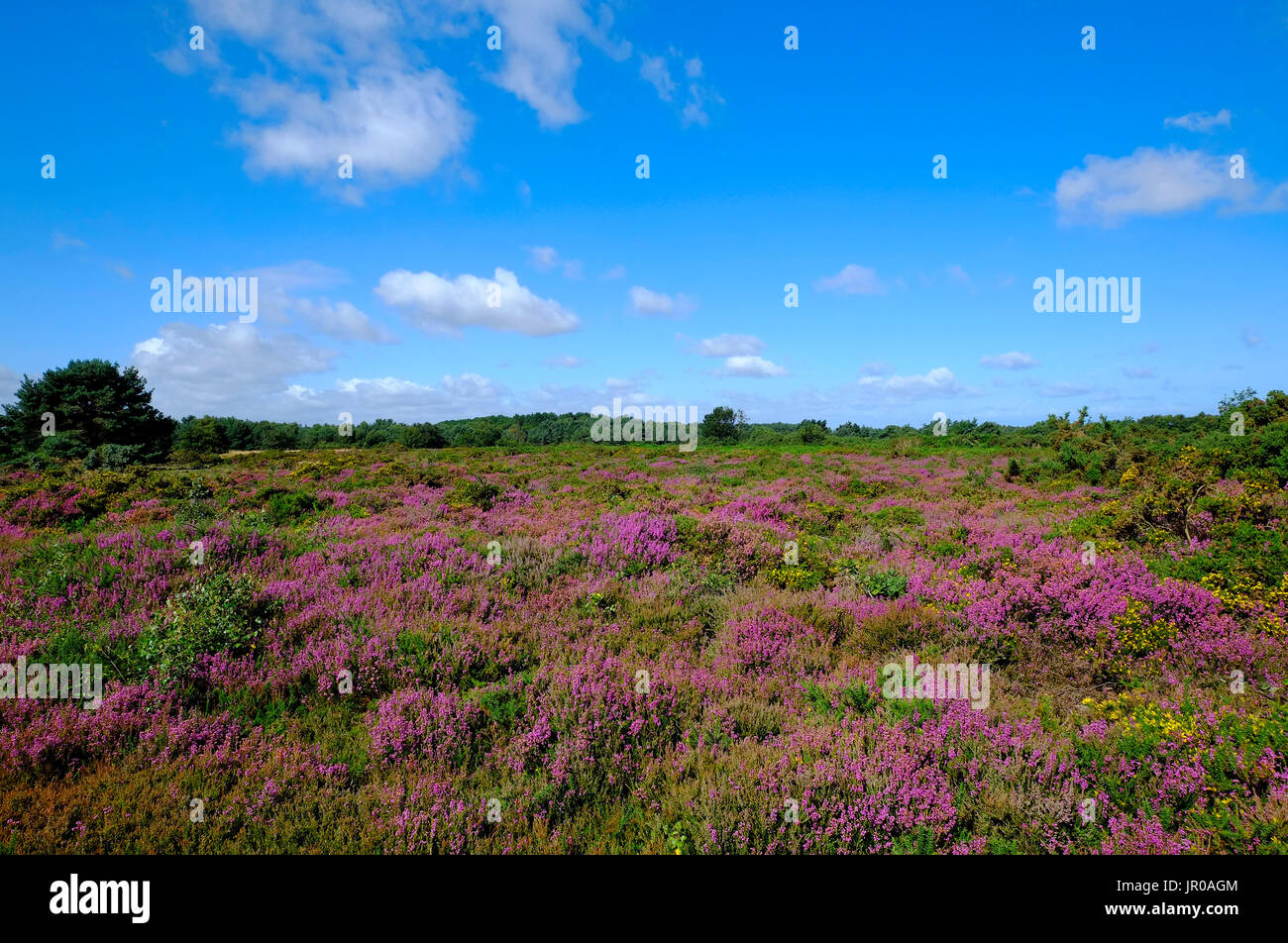 heathland at kelling heath, north norfolk, england Stock Photo - Alamy
