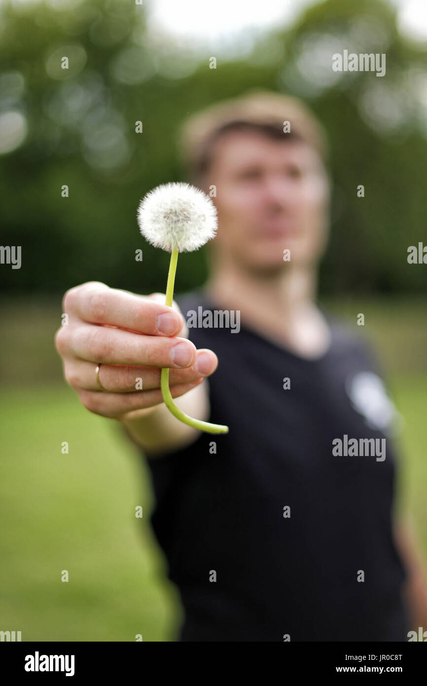 Dandelion in hand Stock Photo - Alamy