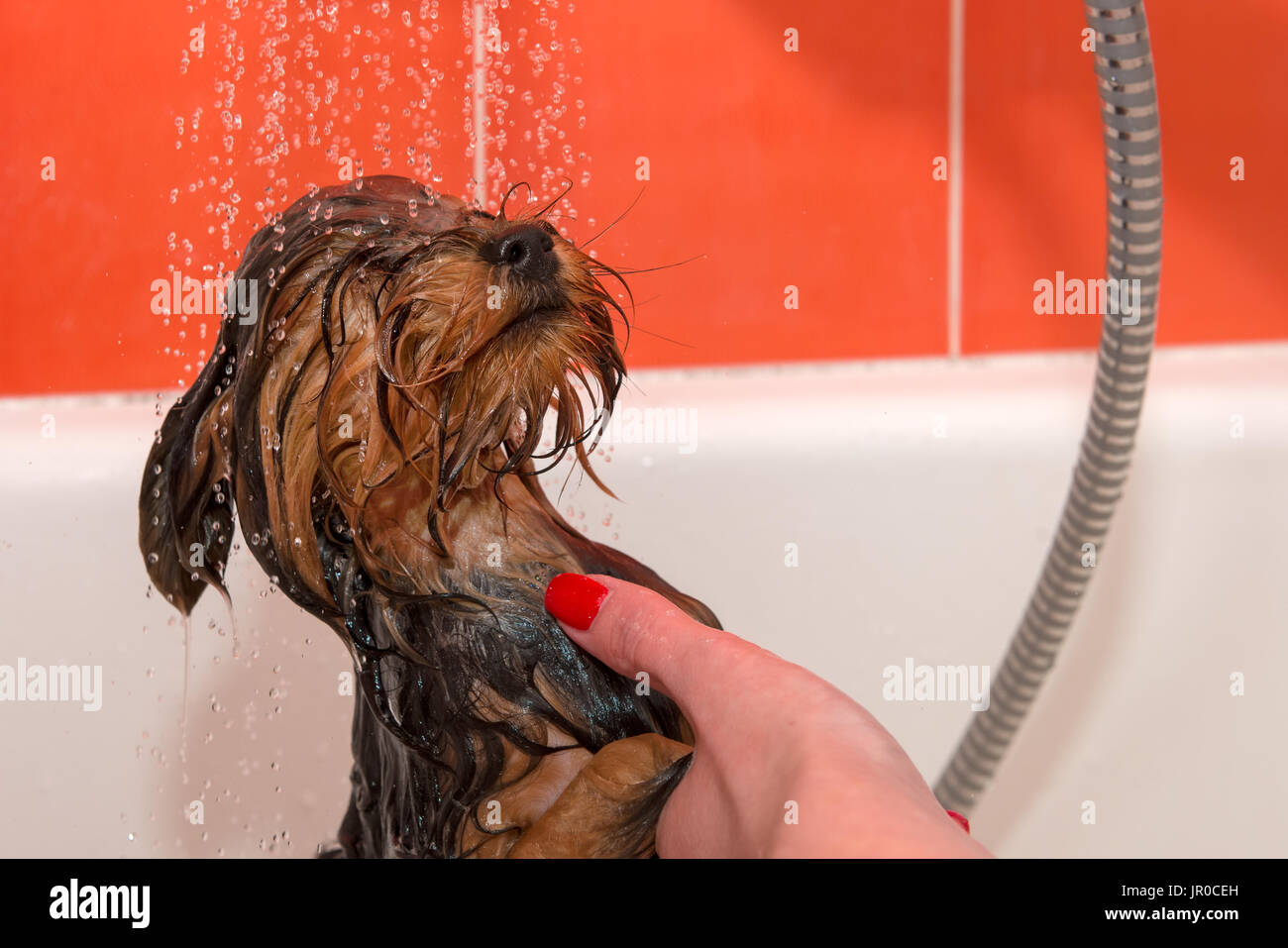 Wet Yorkshire Terrier Puppy While Wash Stock Photo - Alamy