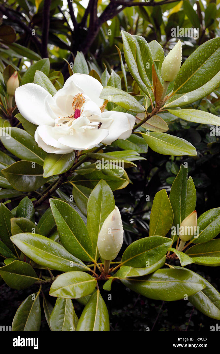 Magnolia grandiflora hi-res stock photography and images - Alamy