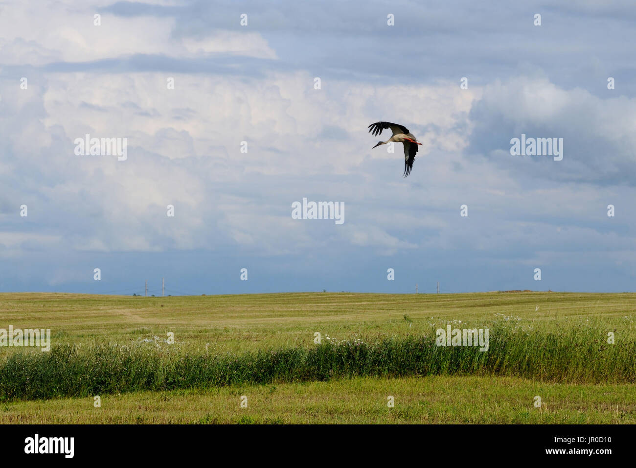 Stork is flying over the field during the harvest, Republic of Belarus ...