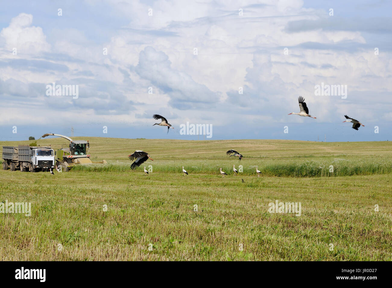 White stork and tractor hi-res stock photography and images - Alamy