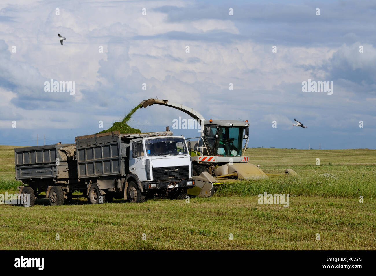 Storks are feeding during the harvest, Republic of Belarus Stock Photo ...