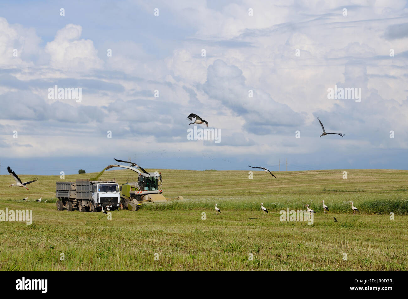 Storks are feeding during the harvest, Republic of Belarus Stock Photo ...