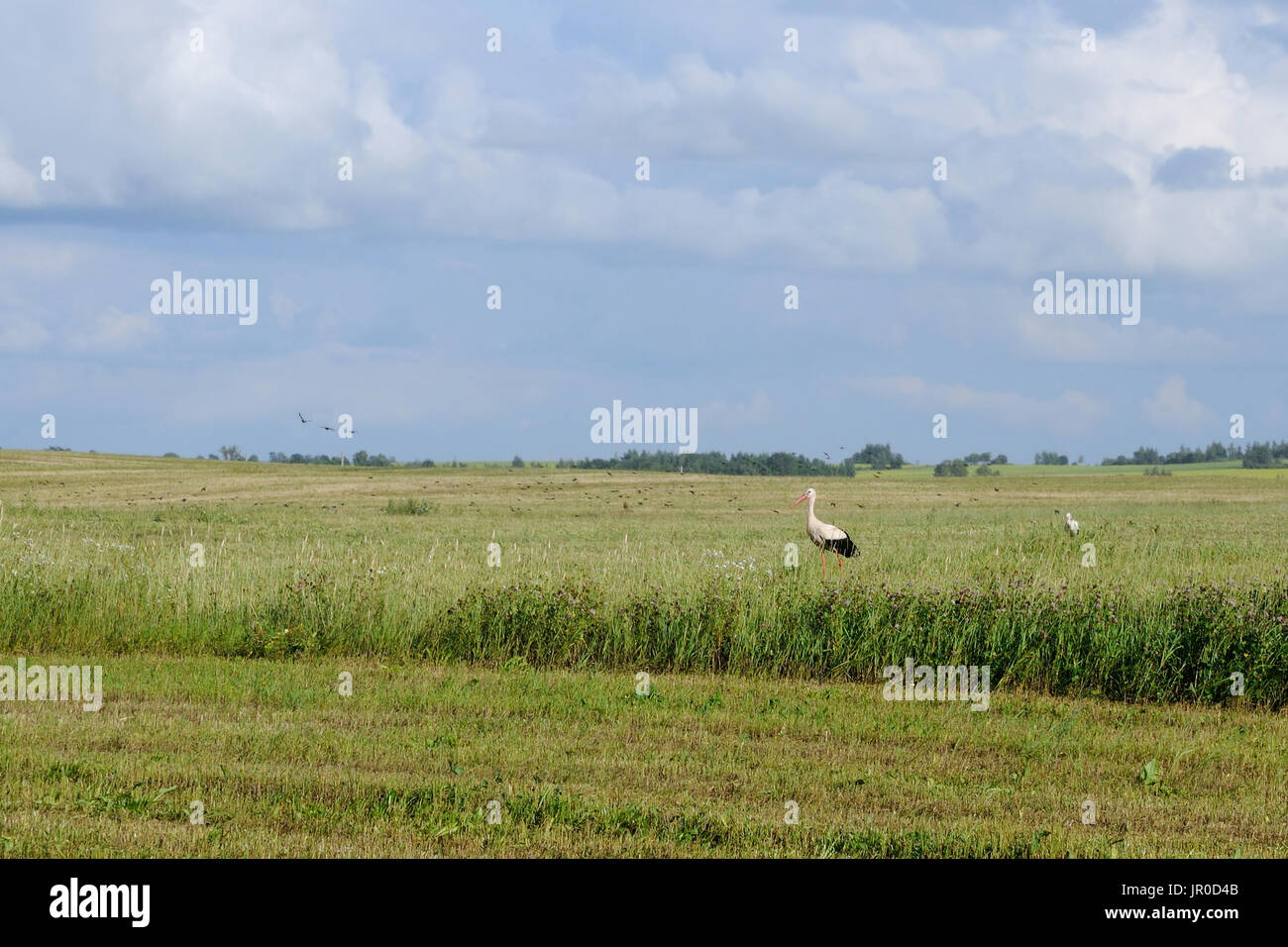 Storks are feeding during the harvest, Republic of Belarus Stock Photo ...