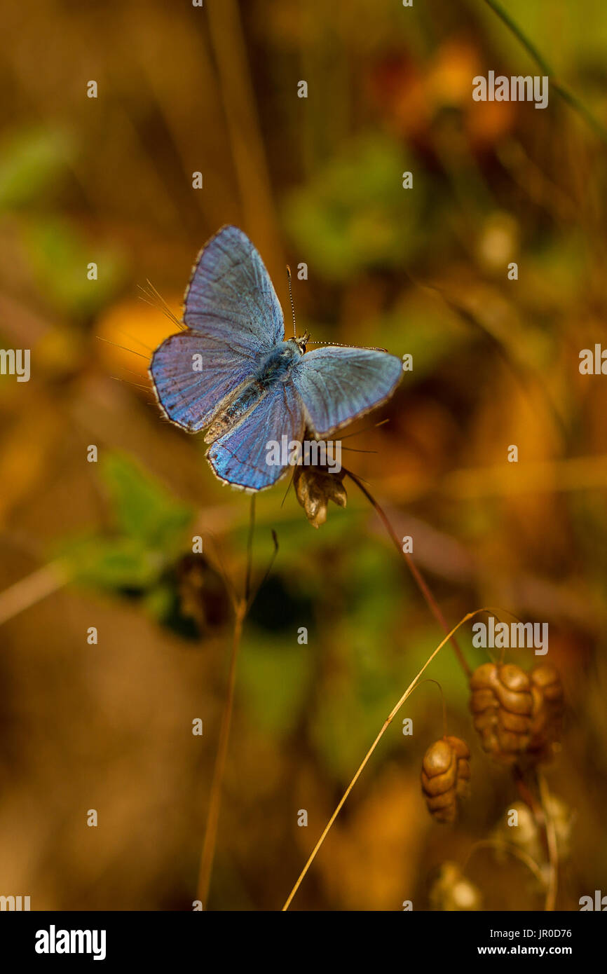 Common Blue butterfly on flower Stock Photo - Alamy