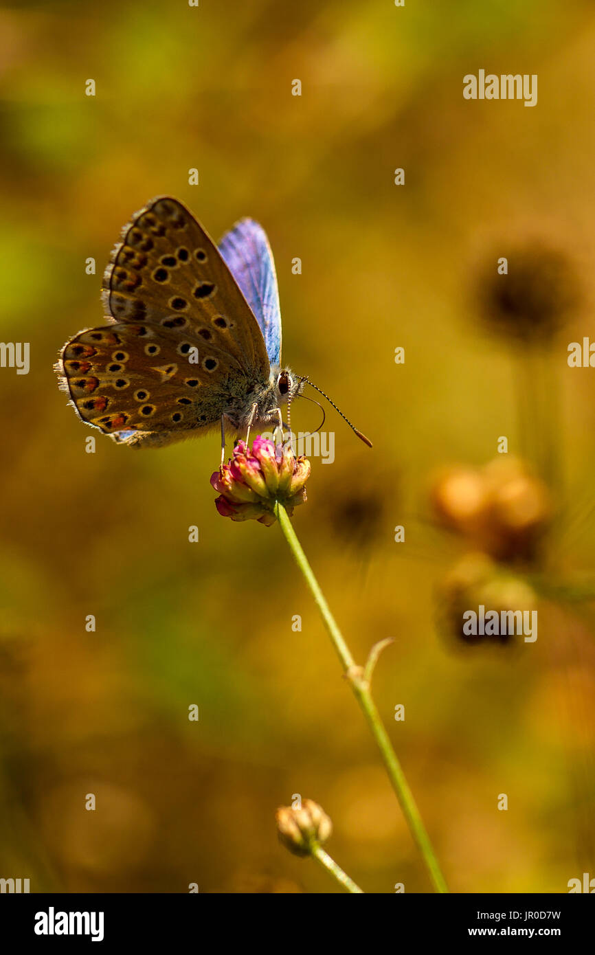 Common Blue butterfly on flower Stock Photo - Alamy