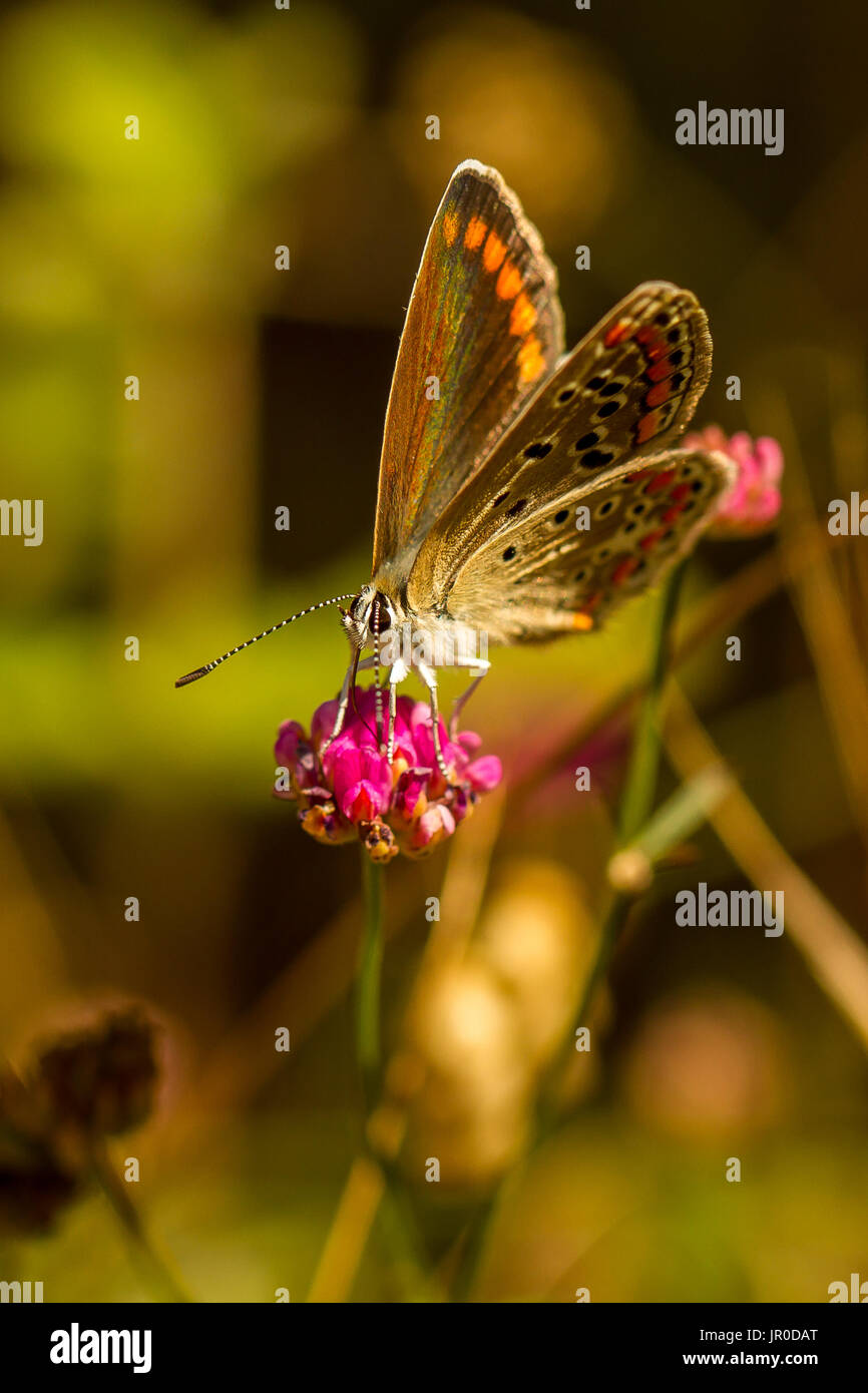 Female common blue butterfly hi-res stock photography and images - Alamy