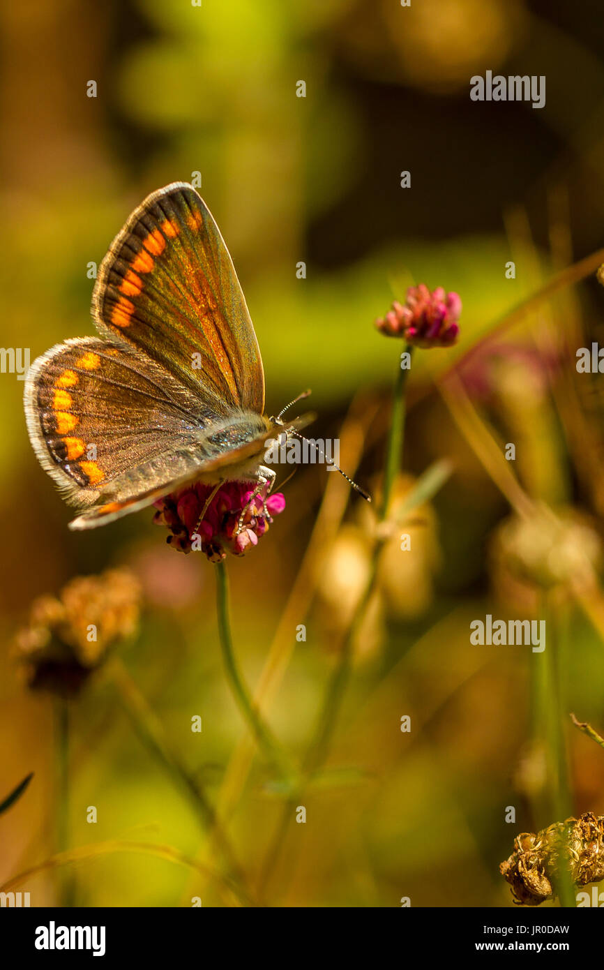 Female common blue butterfly hi-res stock photography and images - Alamy