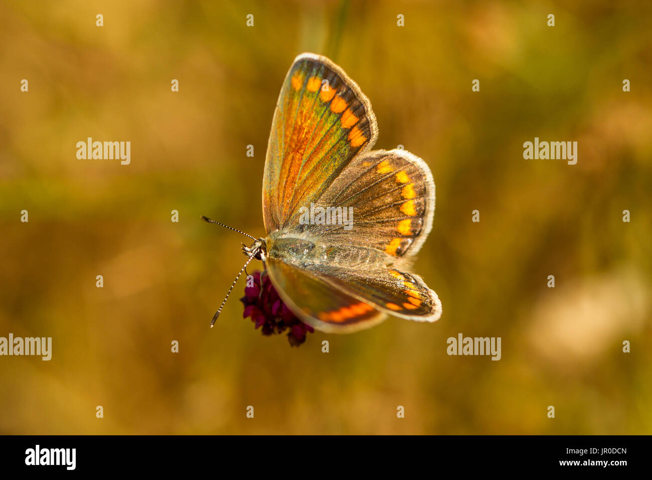 Female common blue butterfly hi-res stock photography and images - Alamy