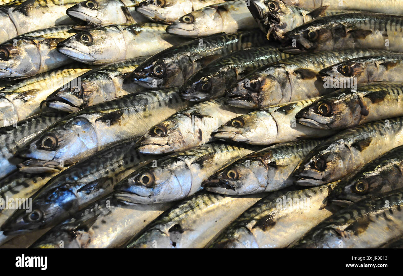 Line Caught Mackerel High Resolution Stock Photography and Images - Alamy