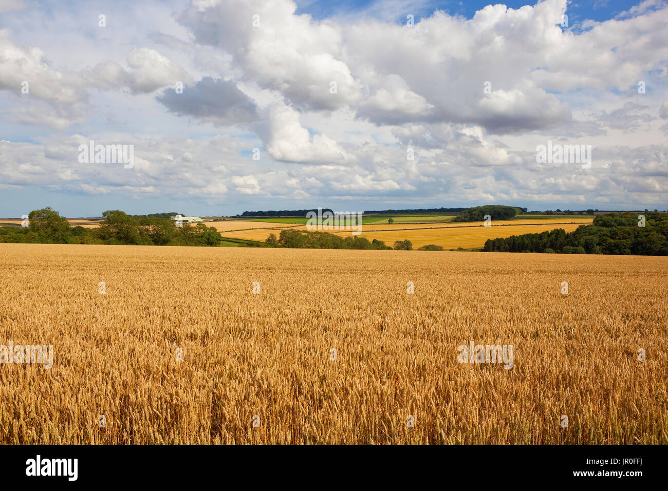 a golden field of wheat with a backdrop of patchwork fields and ...