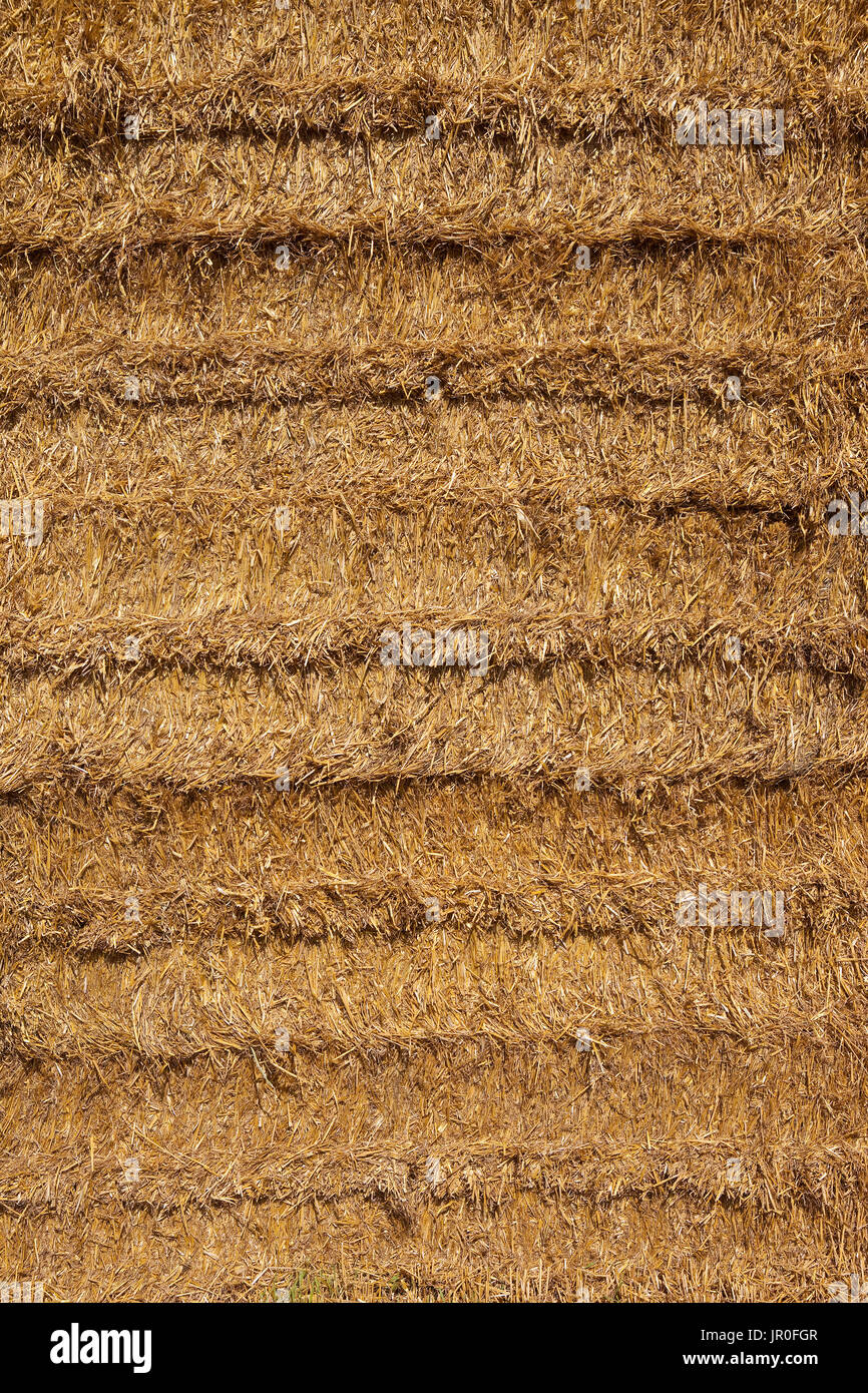 a background image of newly harvested straw with a golden color Stock ...