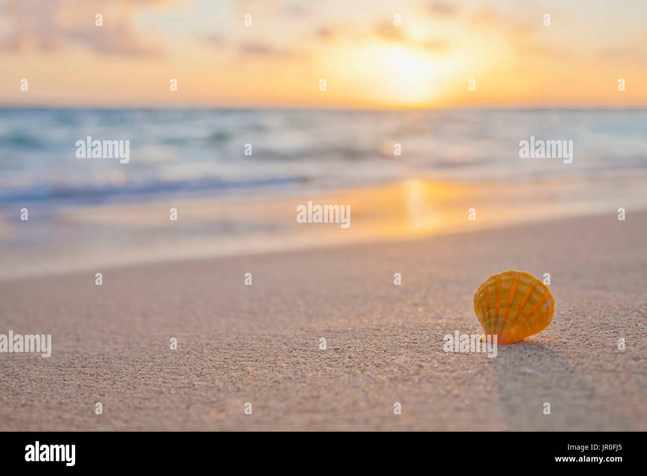 A Rare Yellow Orange Hawaiian Sunrise Scallop Seashell, Also Known As ...