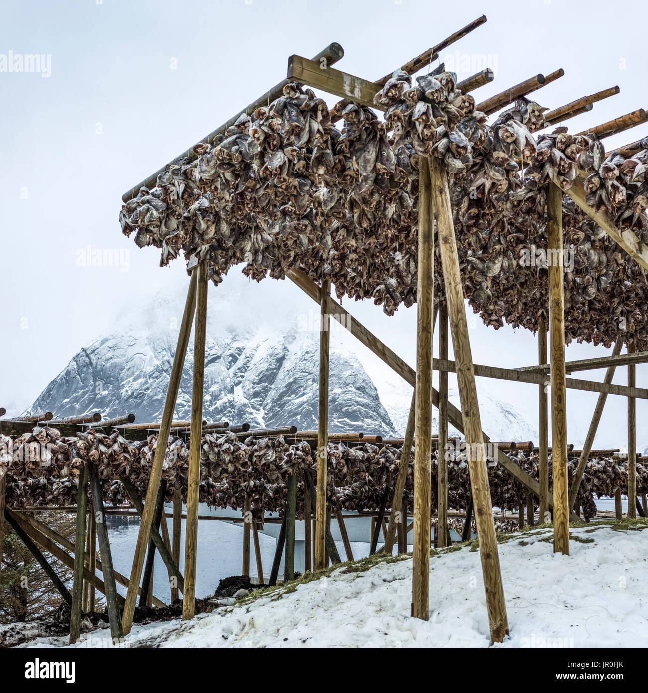Arctic Cod Drying On Wooden Racks On The Shore In Winter; Lofoten ...