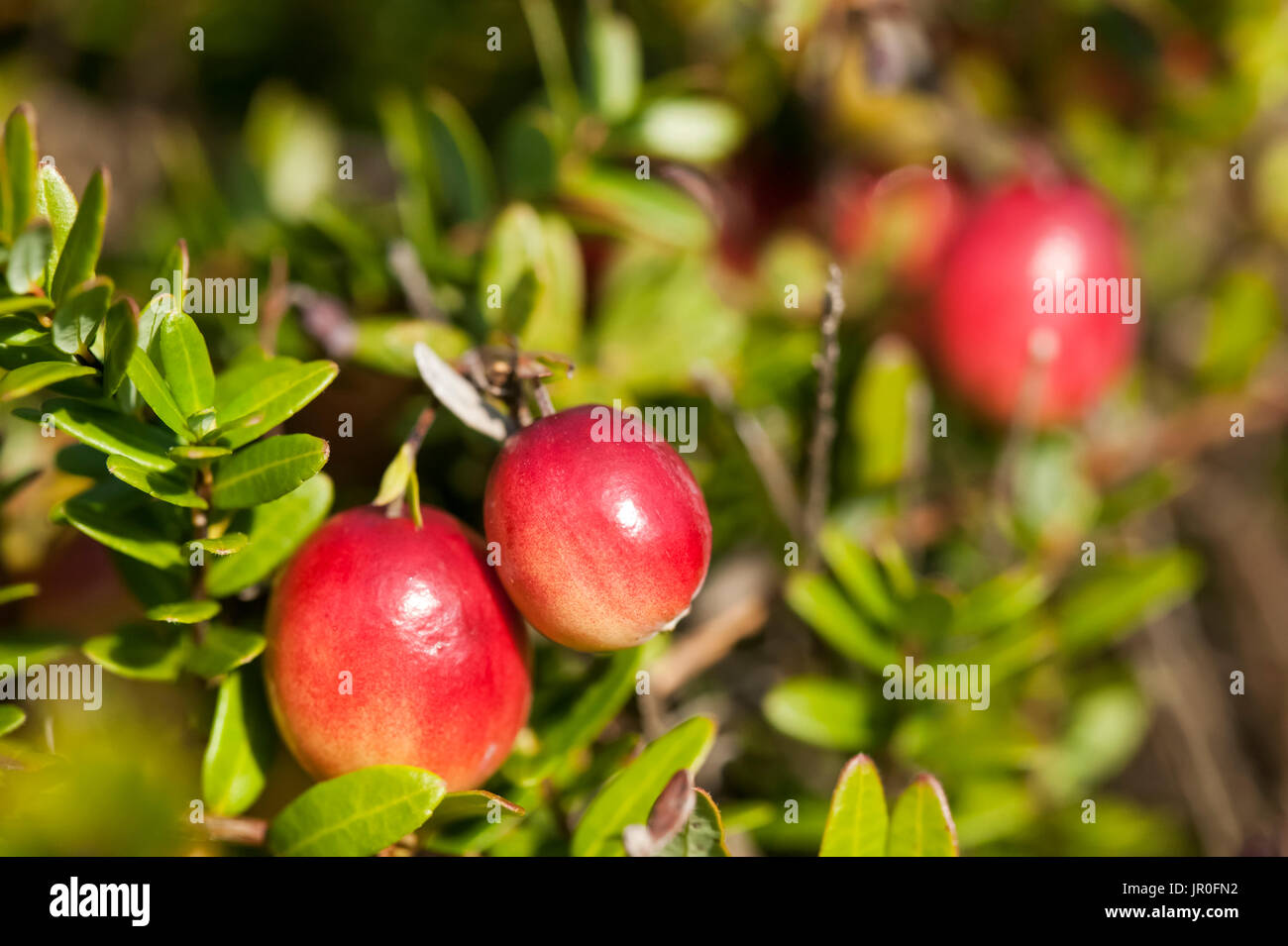 Cranberries growing hi-res stock photography and images - Alamy