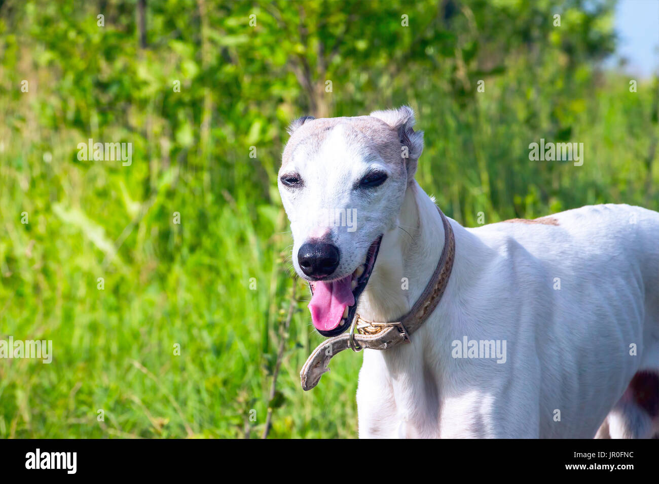 English greyhound on a green meadow Stock Photo - Alamy