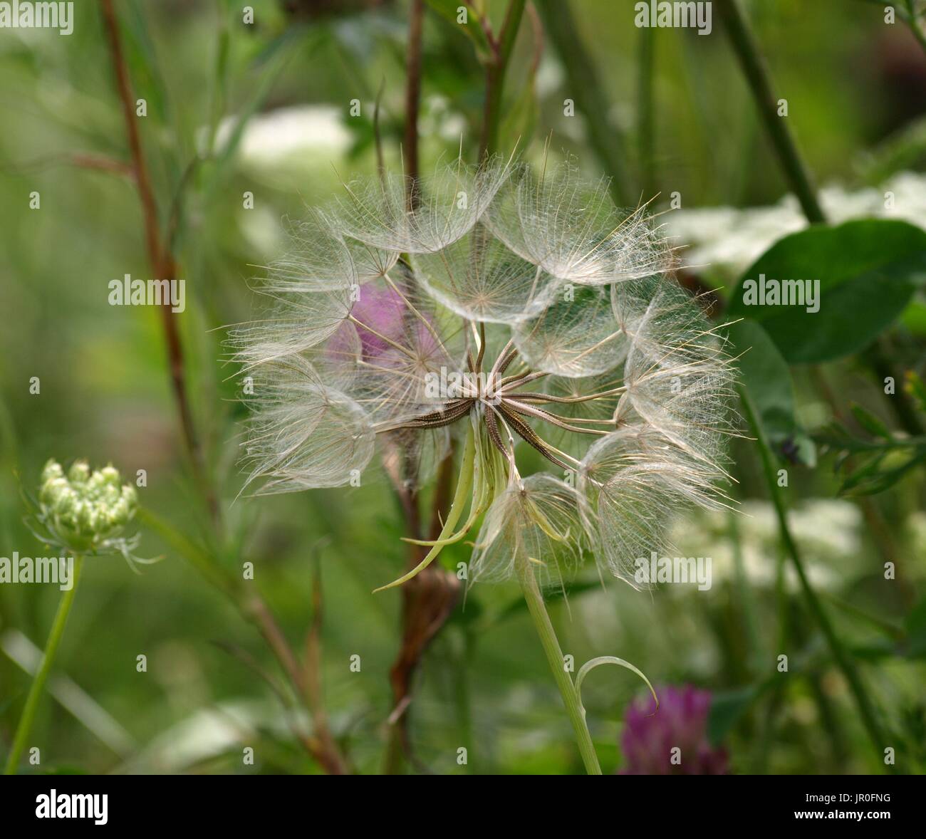 White undulating feathery Goat's Beard seed head amidst foliage Stock ...