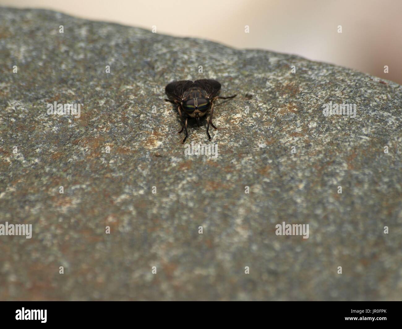 Fly sitting on granite rock hi-res stock photography and images - Alamy