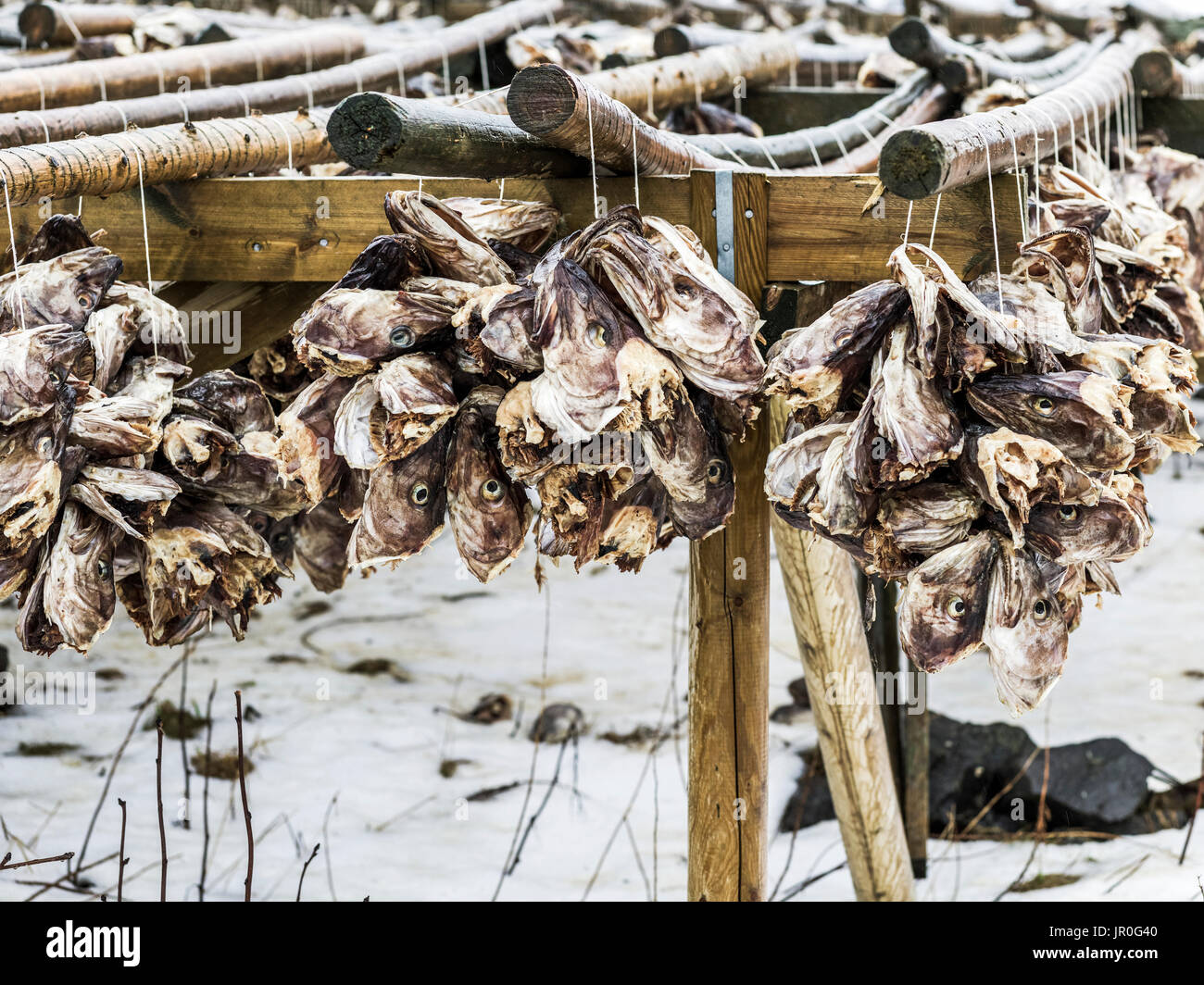 Arctogadus glacialis hi-res stock photography and images - Alamy