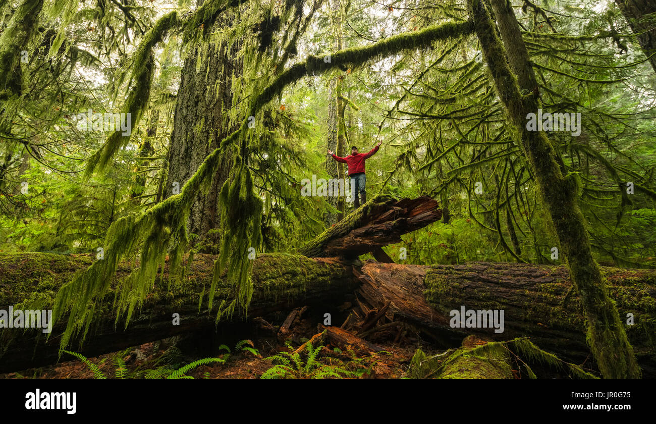Man Standing On A Fallen Tree In Old Growth Rain Forest Of Cathedral ...