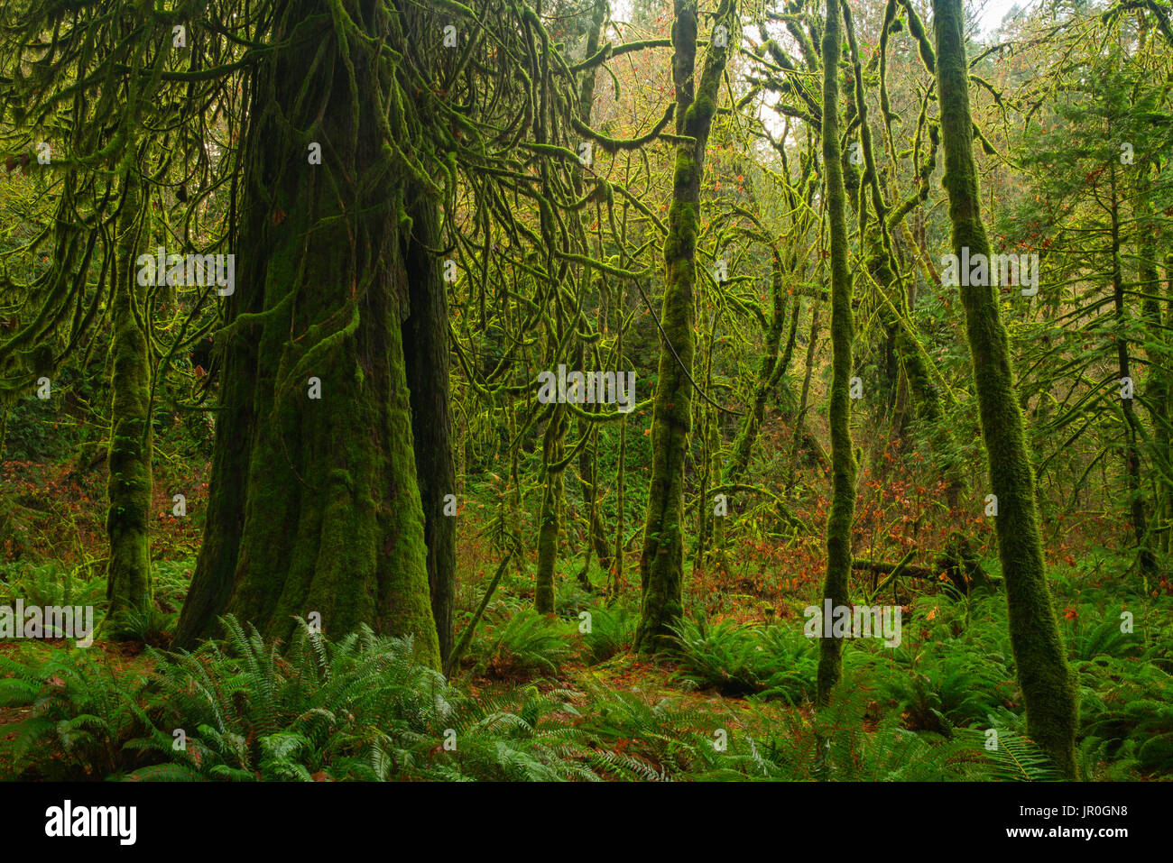 The Lush Rainforest Of Goldstream Provincial Park; British Columbia ...