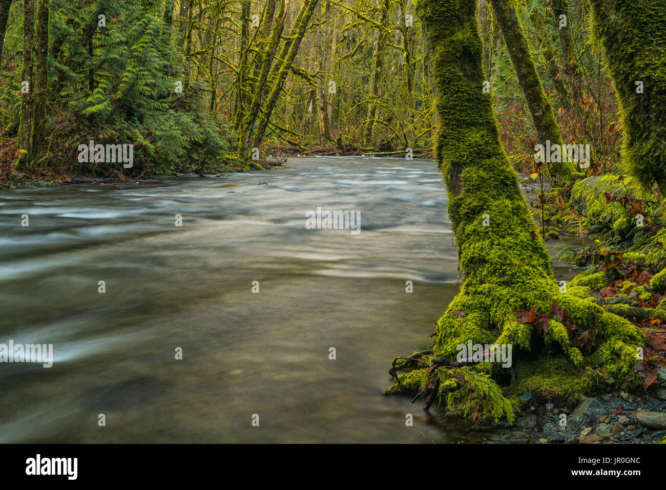 The Beautiful Rainforest Of Goldstream Provincial Park; British ...