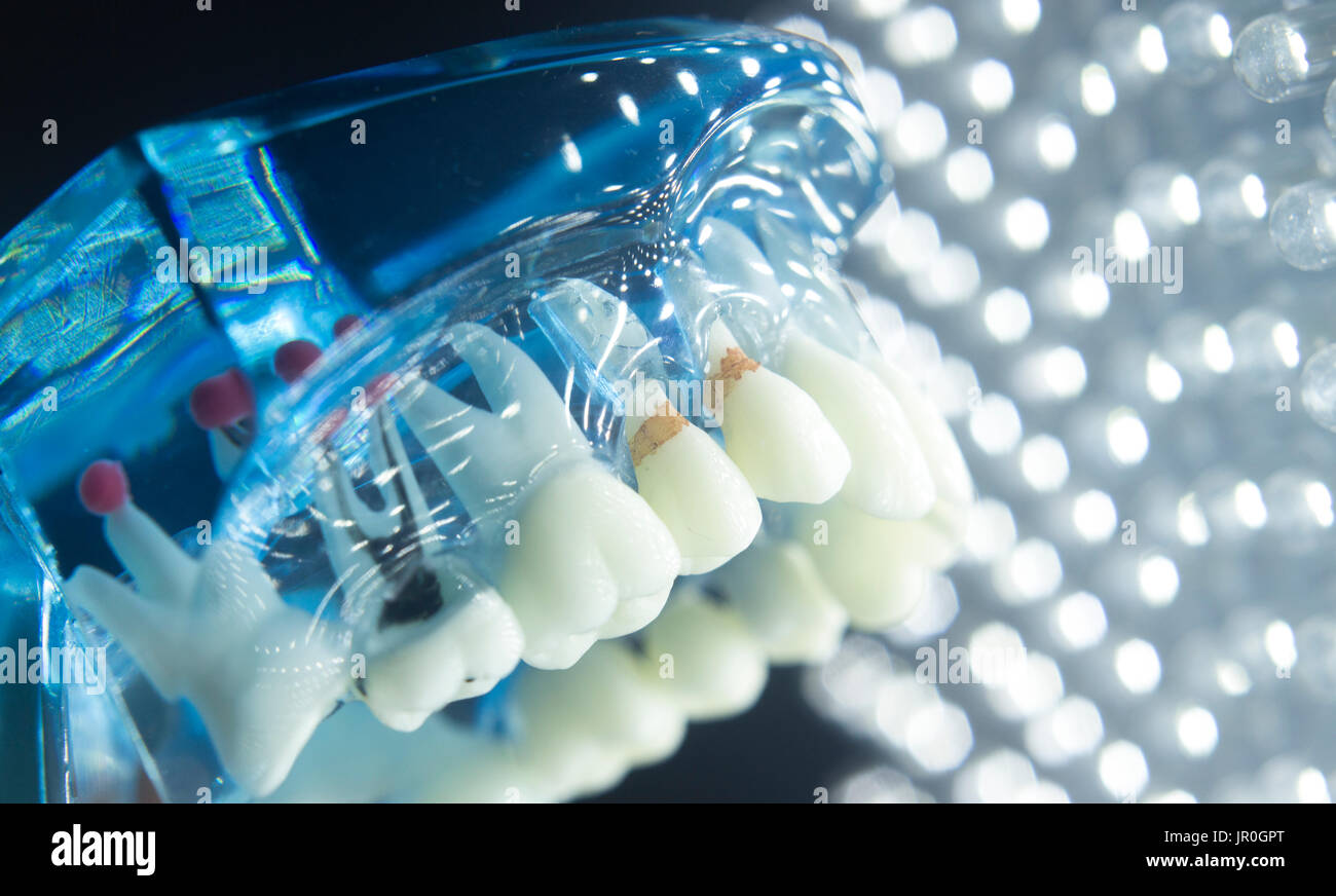 Dentists dental teeth teaching model showing each tooth, gum, root ...