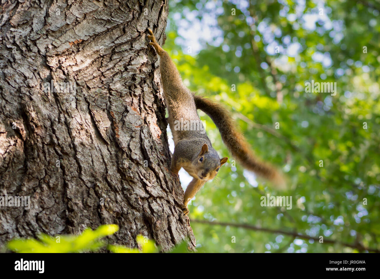 Cautious animals hi-res stock photography and images - Alamy