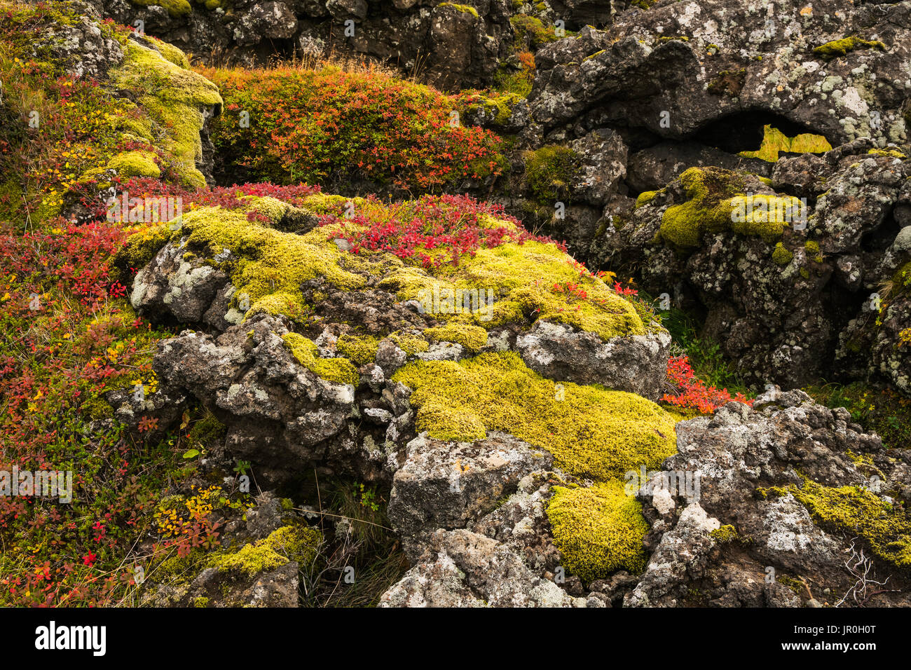 Ancient Lava Covered In Moss And Colourful Plants; Iceland Stock Photo ...