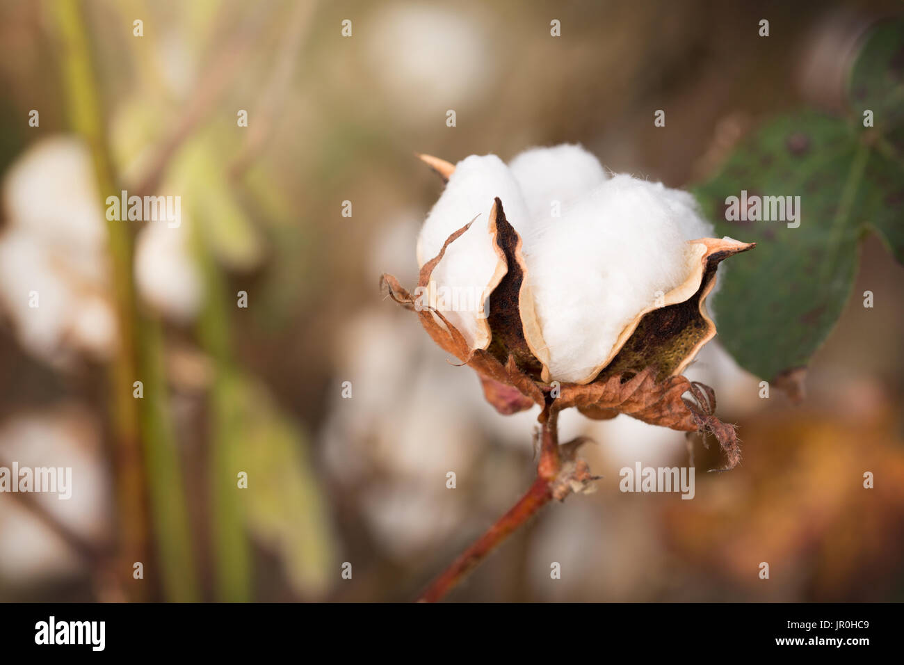 Cotton Bolls in a Field Stock Photo - Alamy